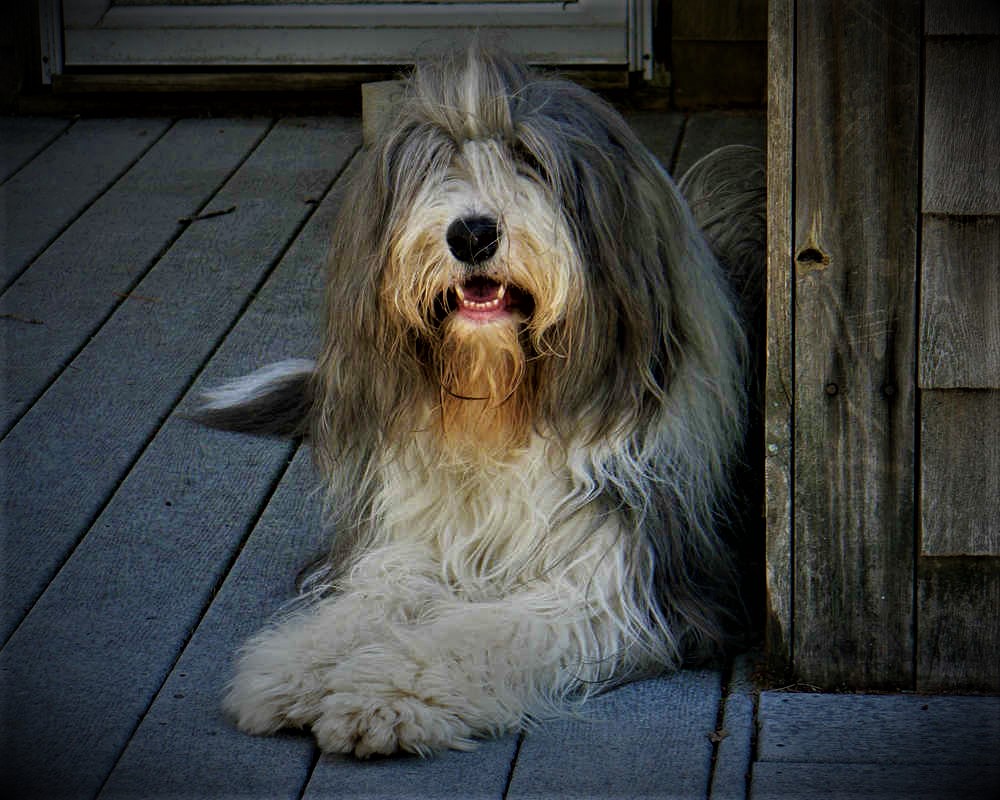Bearded Collie dog breed information. history, price, description ...