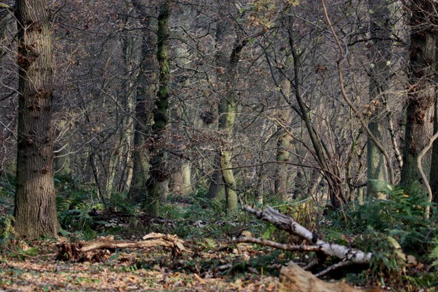 Killy Birder: Gosforth Park Nature Reserve