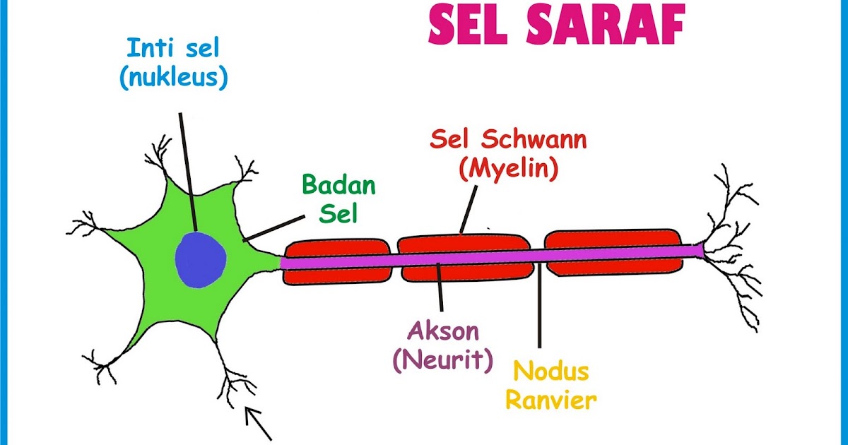 Bagian-Bagian Sel Saraf (Neuron) dan Fungsinya Lengkap Dengan Gambar ...
