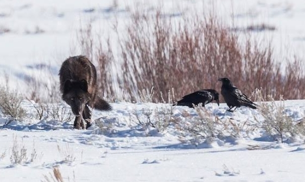 White Wolf : Wolves and Ravens; A Fascinating Relationship (Photos)
