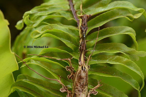 The rainforests of Borneo & Southeast Asia: Alien-looking praying ...