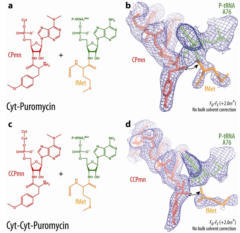 Wire Model Protein at Robin Clark blog