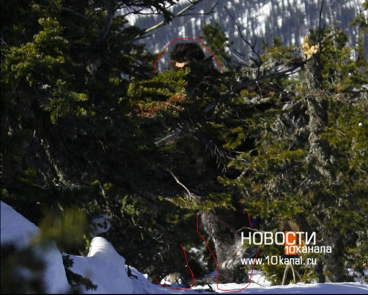 RMSO Bigfoot: Russian Yeti Appears Wounded (Several High Resolution Photos)