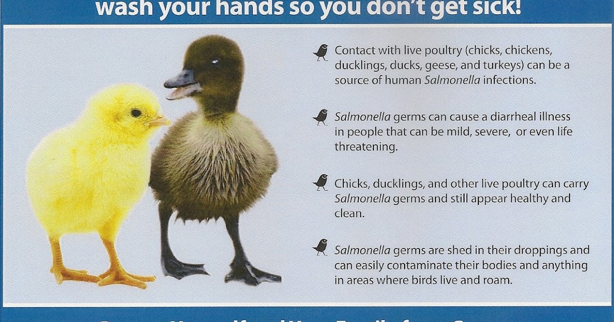 Germ free poultry handling - Murano Chicken Farm