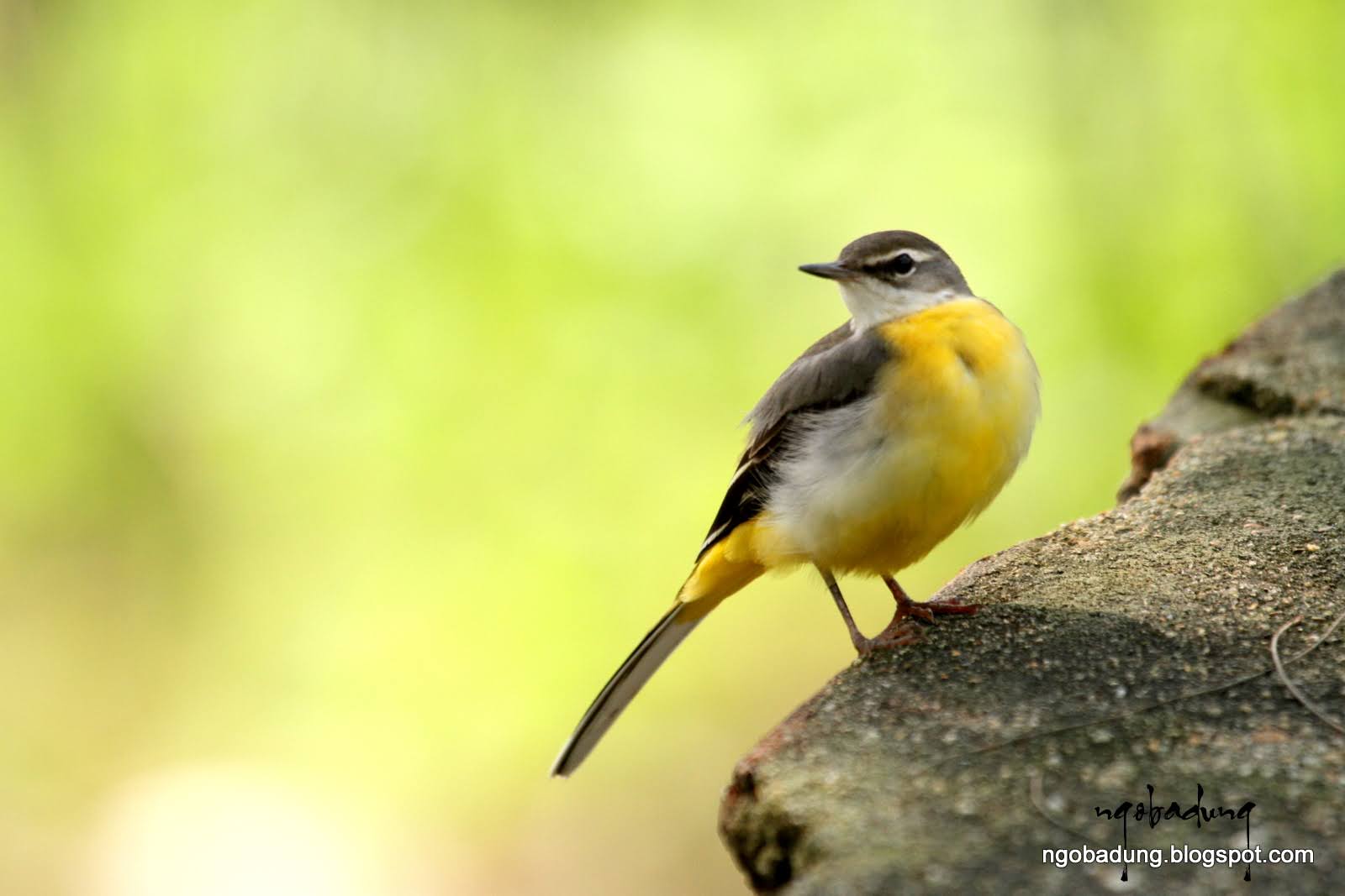 ngobadung & Hoian: CHIM CHÌA VÔI - Motacilla Alba - những hình ảnh