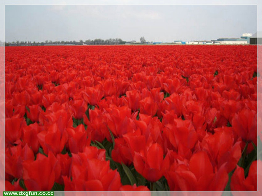 imagesofthe blog: Life in real red color