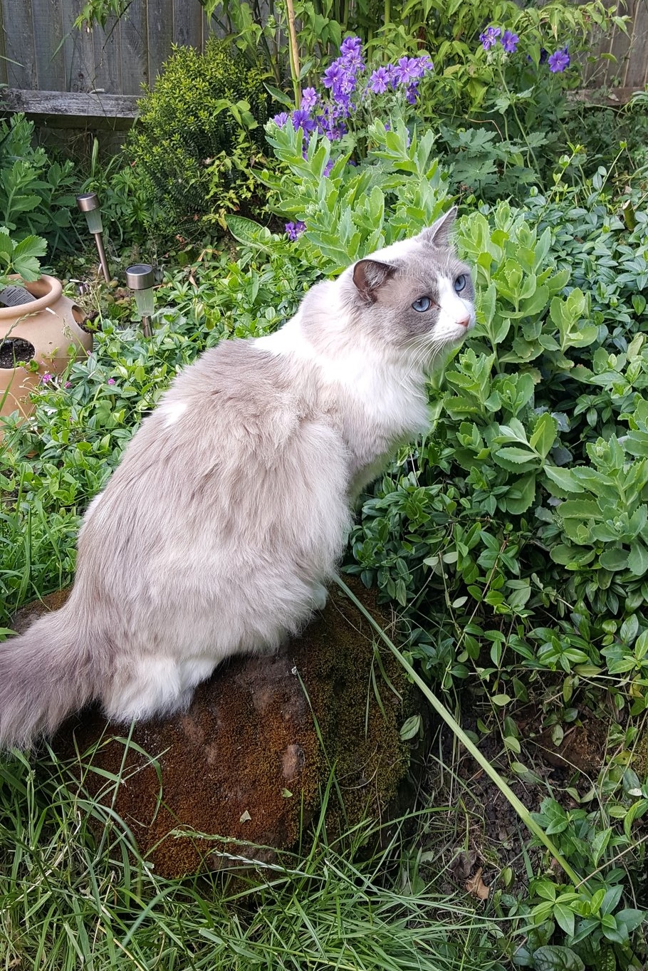 Merlin at Whiskas Kitten Kollege Career Day* - Victoria's Vintage Blog