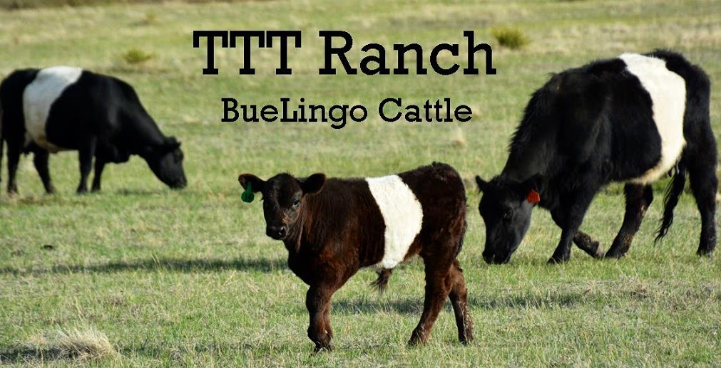 TTT Ranch: Registered BueLingo Bulls for Sale
