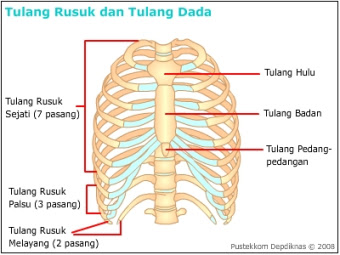 SISTEM RANGKA (skeleton, trunk, extremitas)