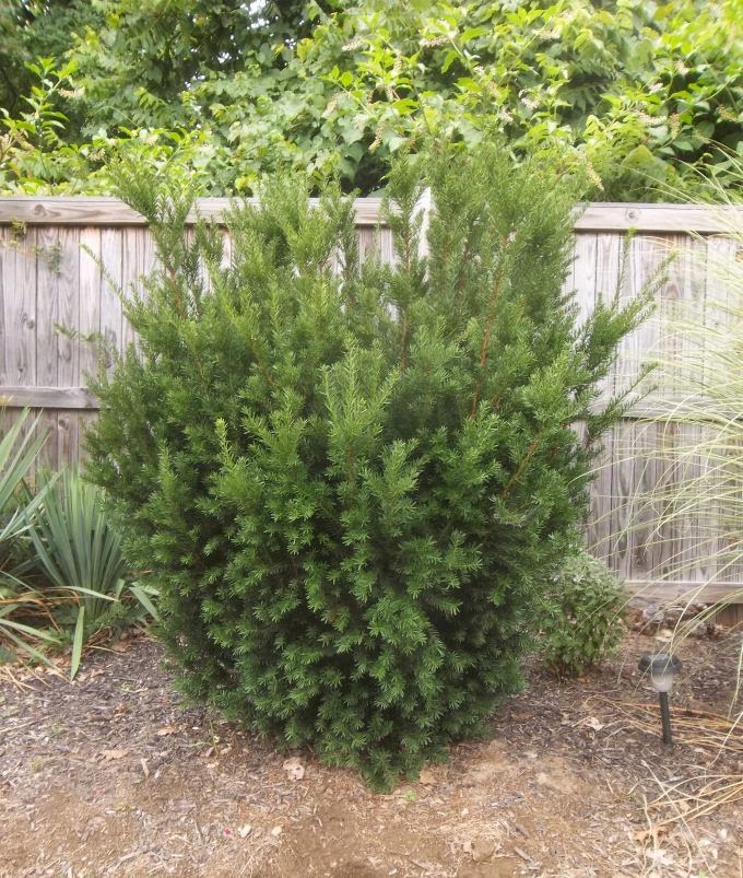 Future Plants by Randy Stewart: Yews - The Taxus Family