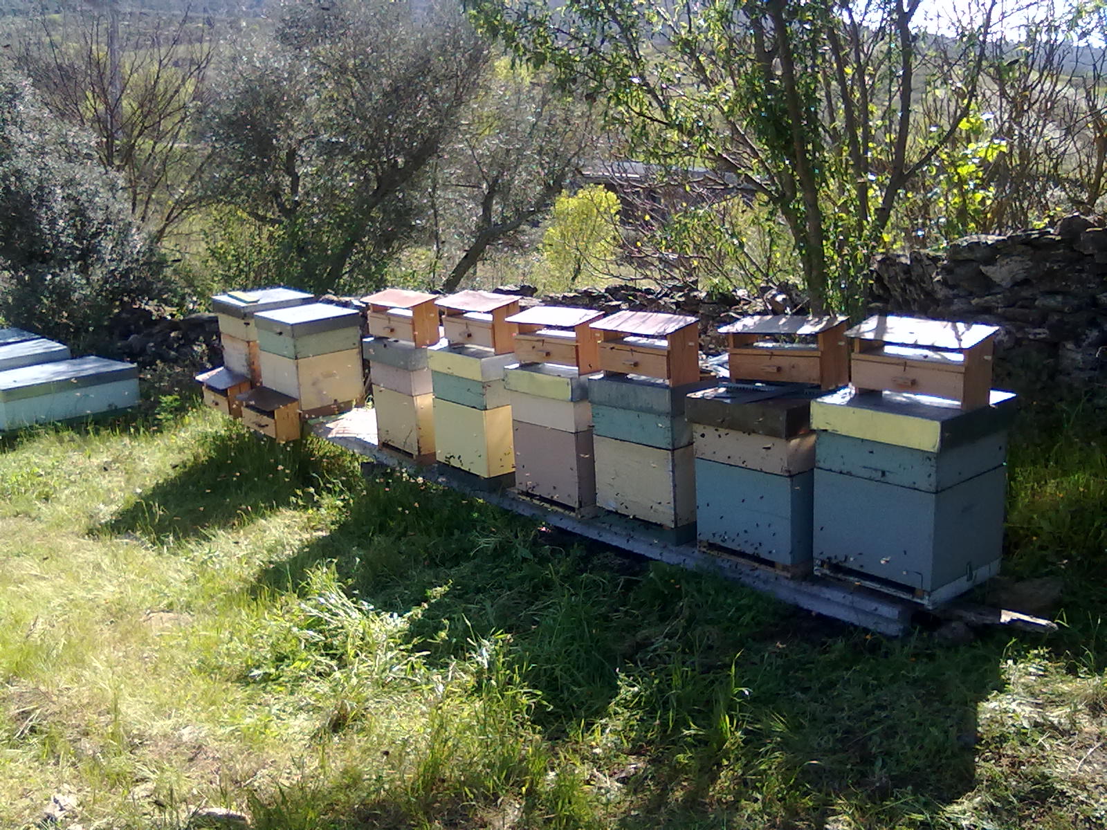 Formação apicultura : Atividades no apiário ao longo do ano