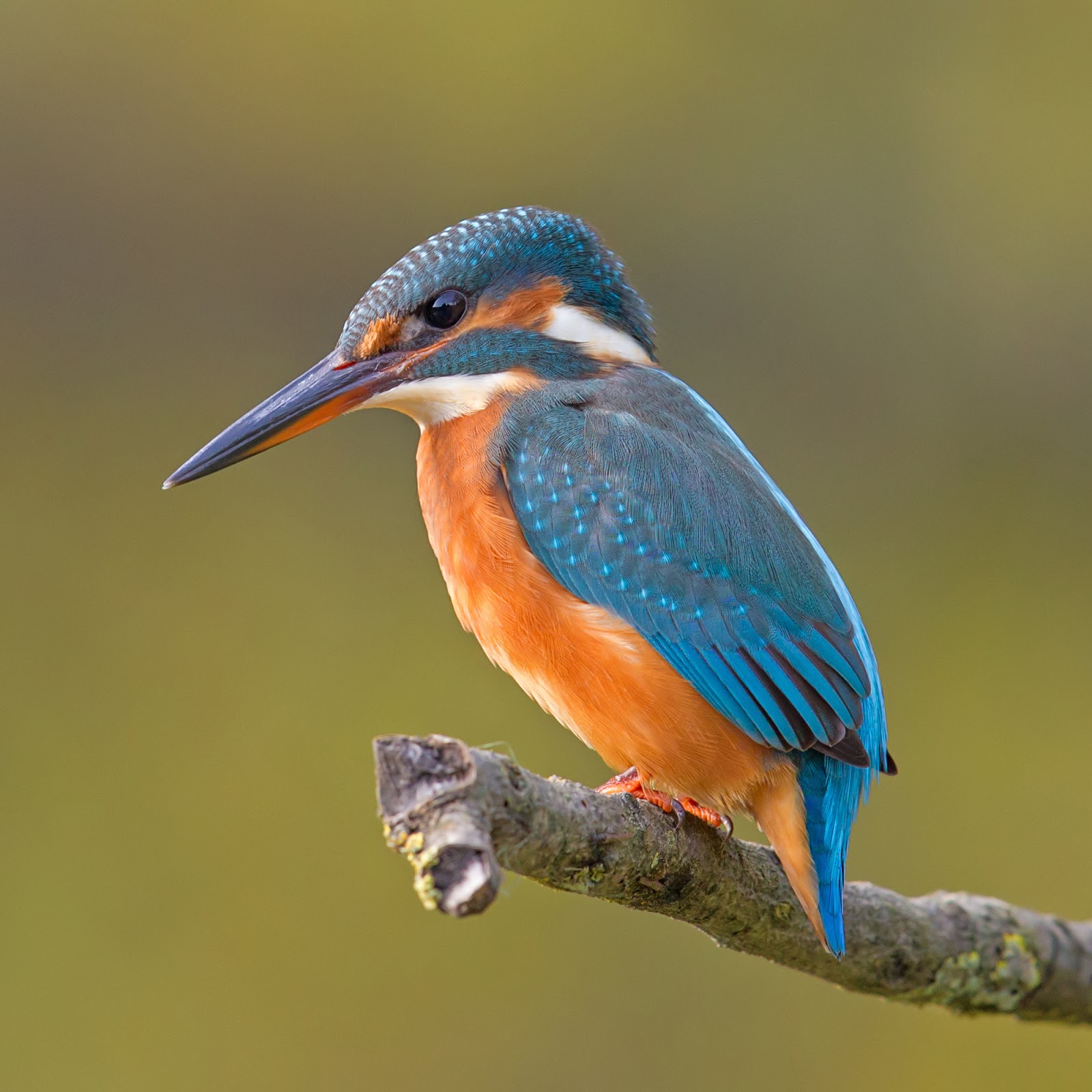 kingfisher-bird-facts