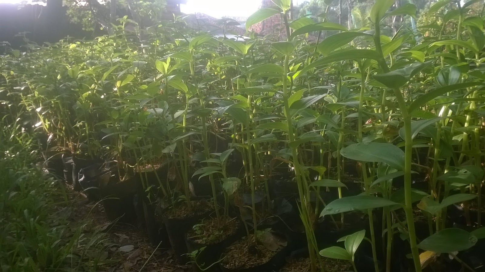 DAFTAR HARGA TANAMAN: Pacing tanaman hias