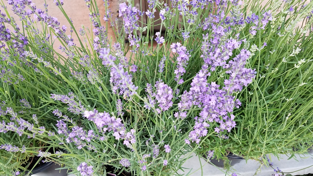 The Flower Bin: Growing Hardy Lavender in Colorado