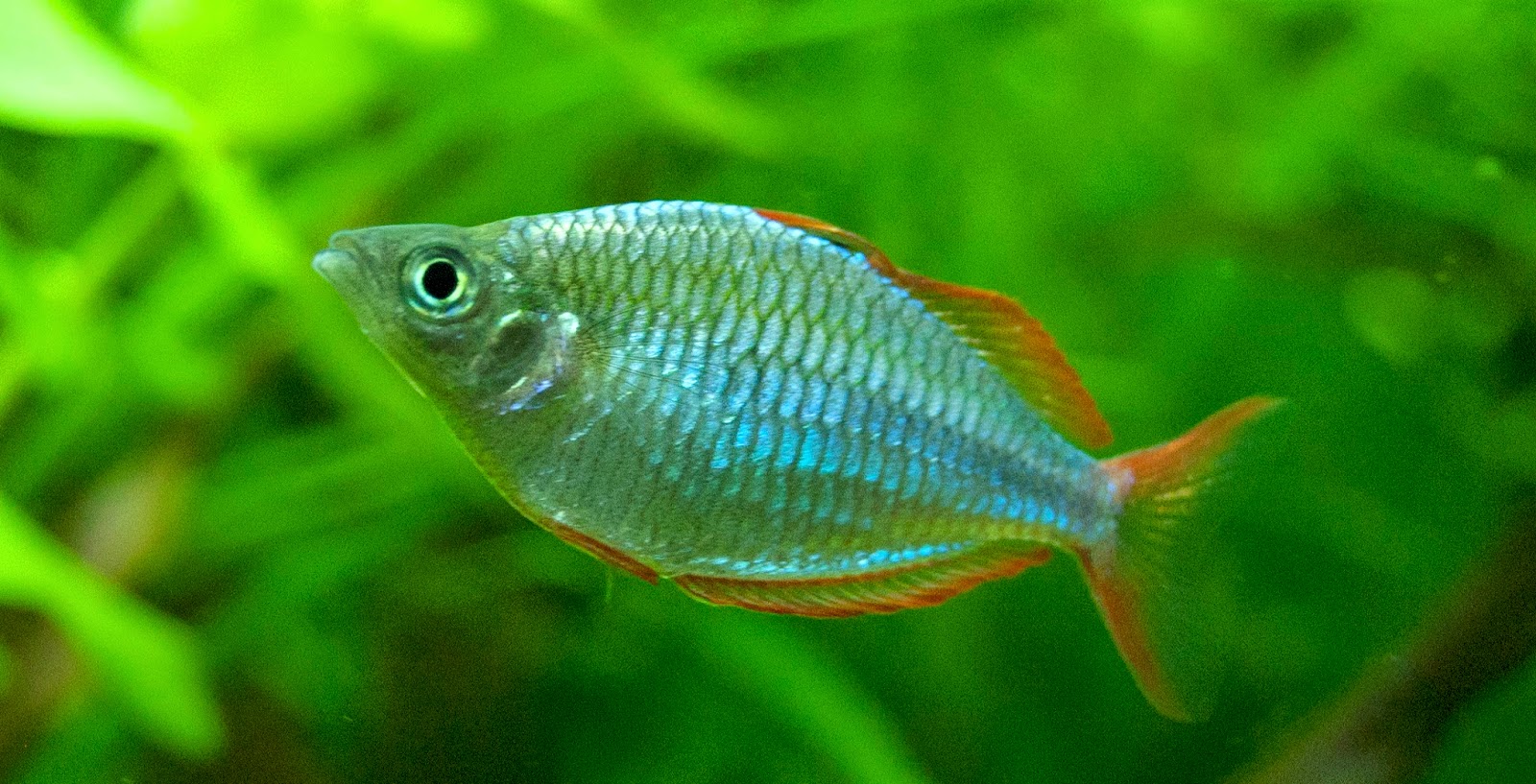 Fish Fingers: Dwarf Neon Rainbowfish