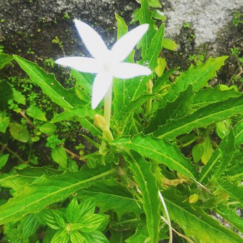 Korejat Flower, Bunga Herbal Ajaib