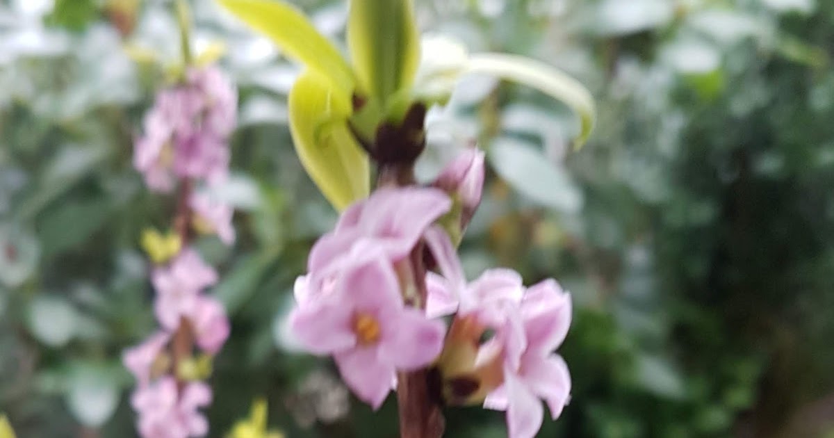 Fruens Flora: Fastelaven...