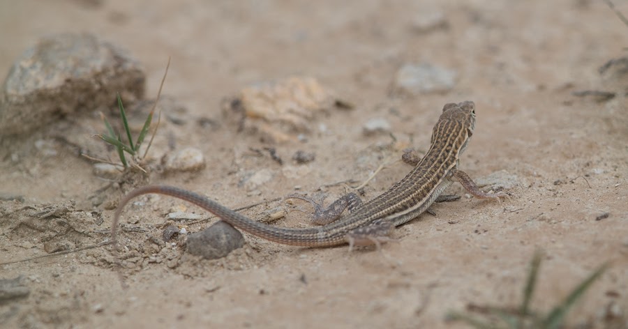 Birds of Saudi Arabia: Snake-tailed Fringe-toed Lizard - Quraish