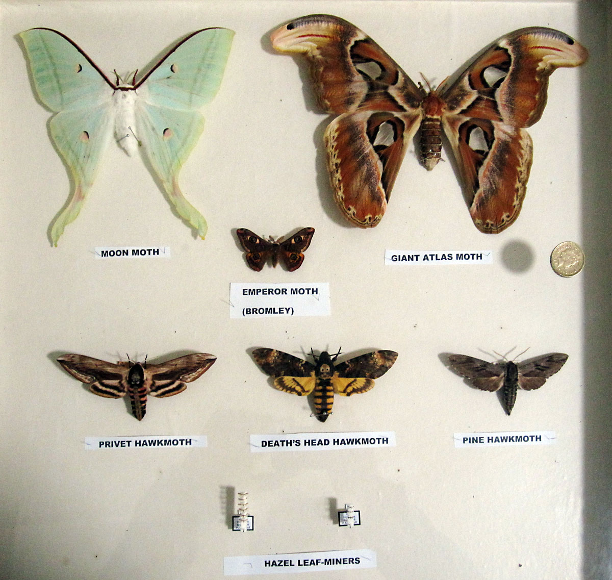 Moths in Bromley Local Nature Reserves | Naturally