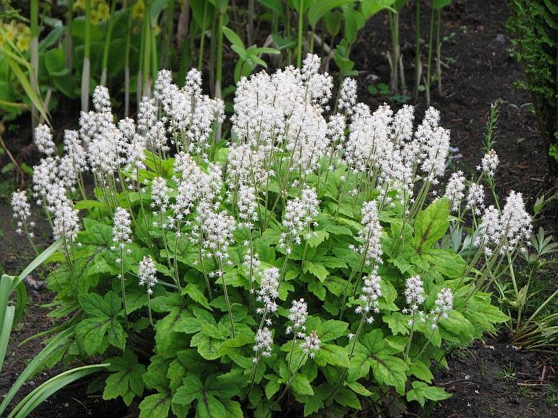 kahe valla piiri peal: igasuguseid tuuste, nuuste ja kapsaid aias ka kasvab