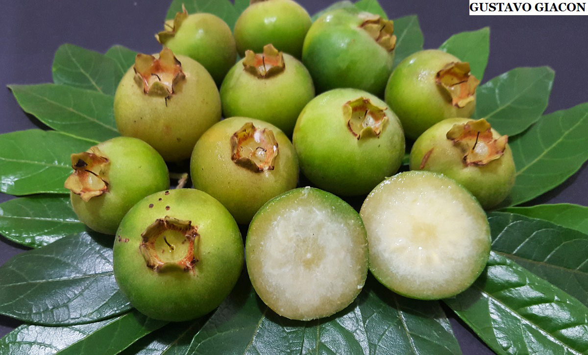 Viveiro Ciprest - Plantas Nativas e Exóticas: Guabiroba Verde ...