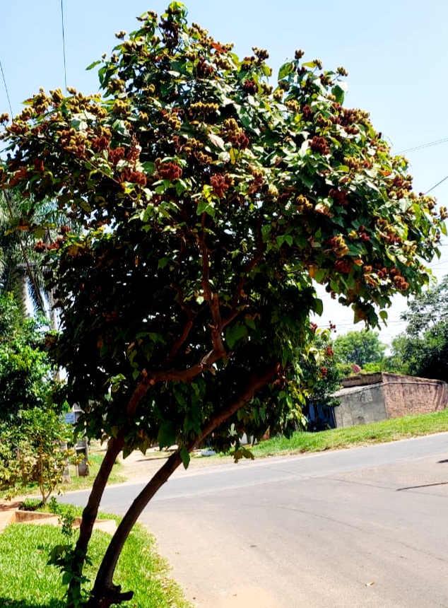 LA LEYENDA DE URUKU - URUKU MOMBE'UPY