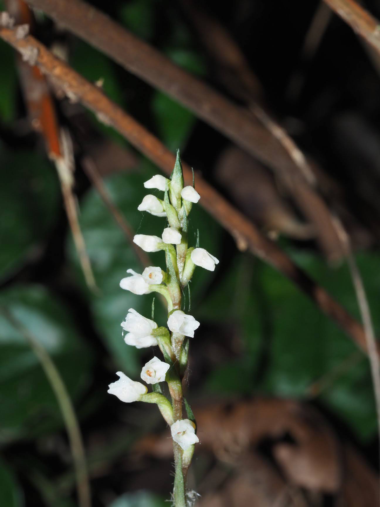 Goodyera reticulata (Blume) Blume