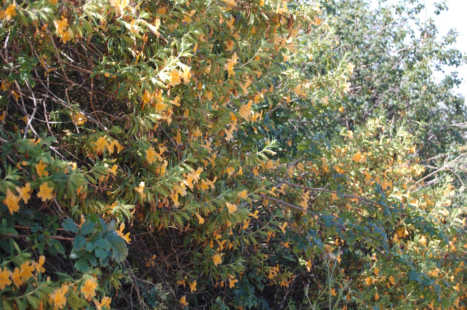 Hiking Azusa Peak/Glendale Peak | East West Hike