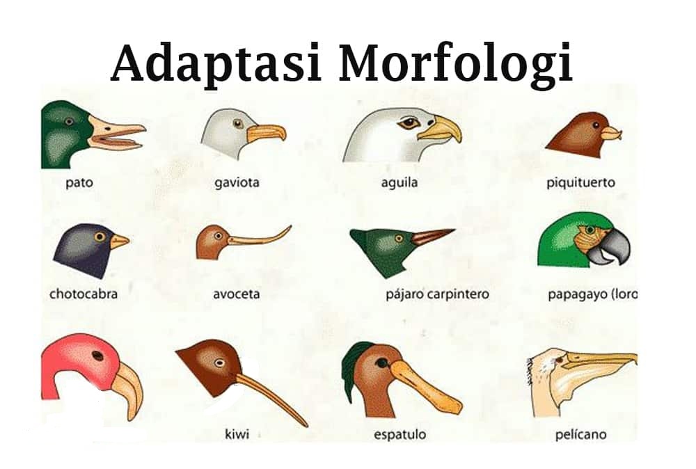 Pengertian Adaptasi Morfologi beserta Contohnya Secara Lengkap ...