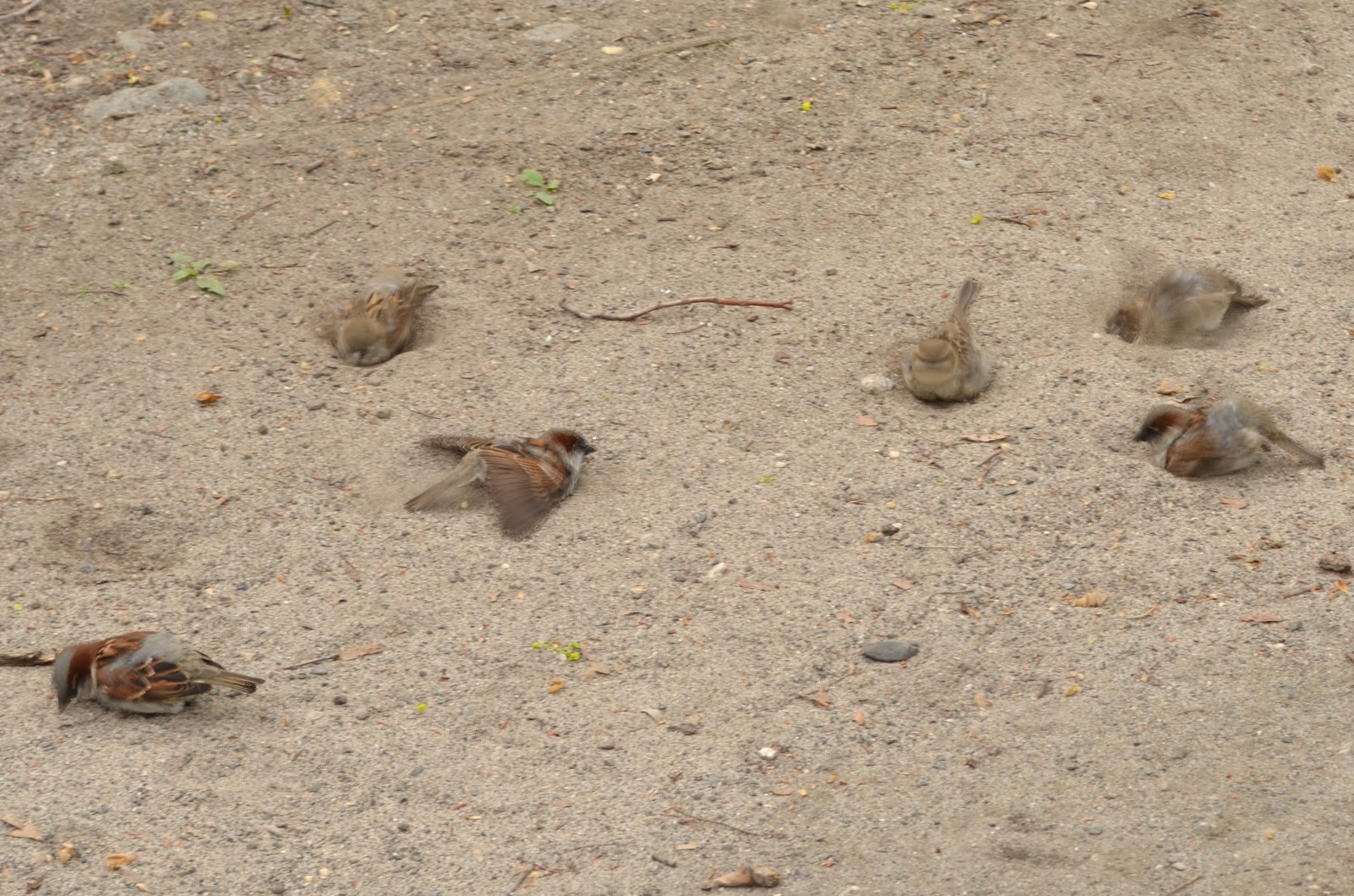 Urban Wildlife Guide: Dust Bath, Sun Bath