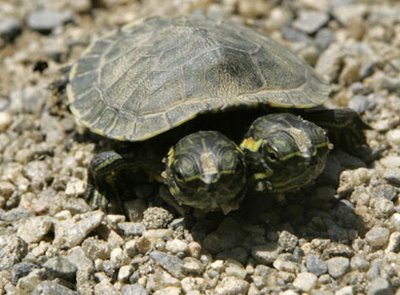 Double Headed Turtle ~ DAM AMAZINg