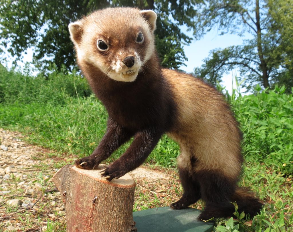 Abe's Animals: Steppe polecat
