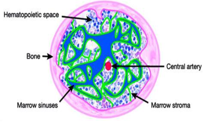 Organs of the immune system - Biology Ease