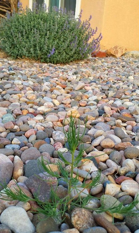 Great Scott: WHAT WE'RE COOKING? TUMBLEWEED SOUP