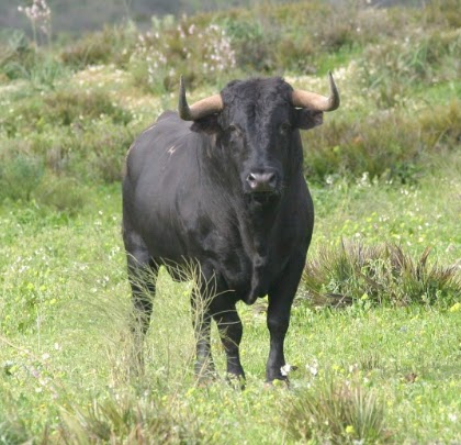 Notiferias en Venezuela y el Mundo: Visita a la ganadería de Cuadri