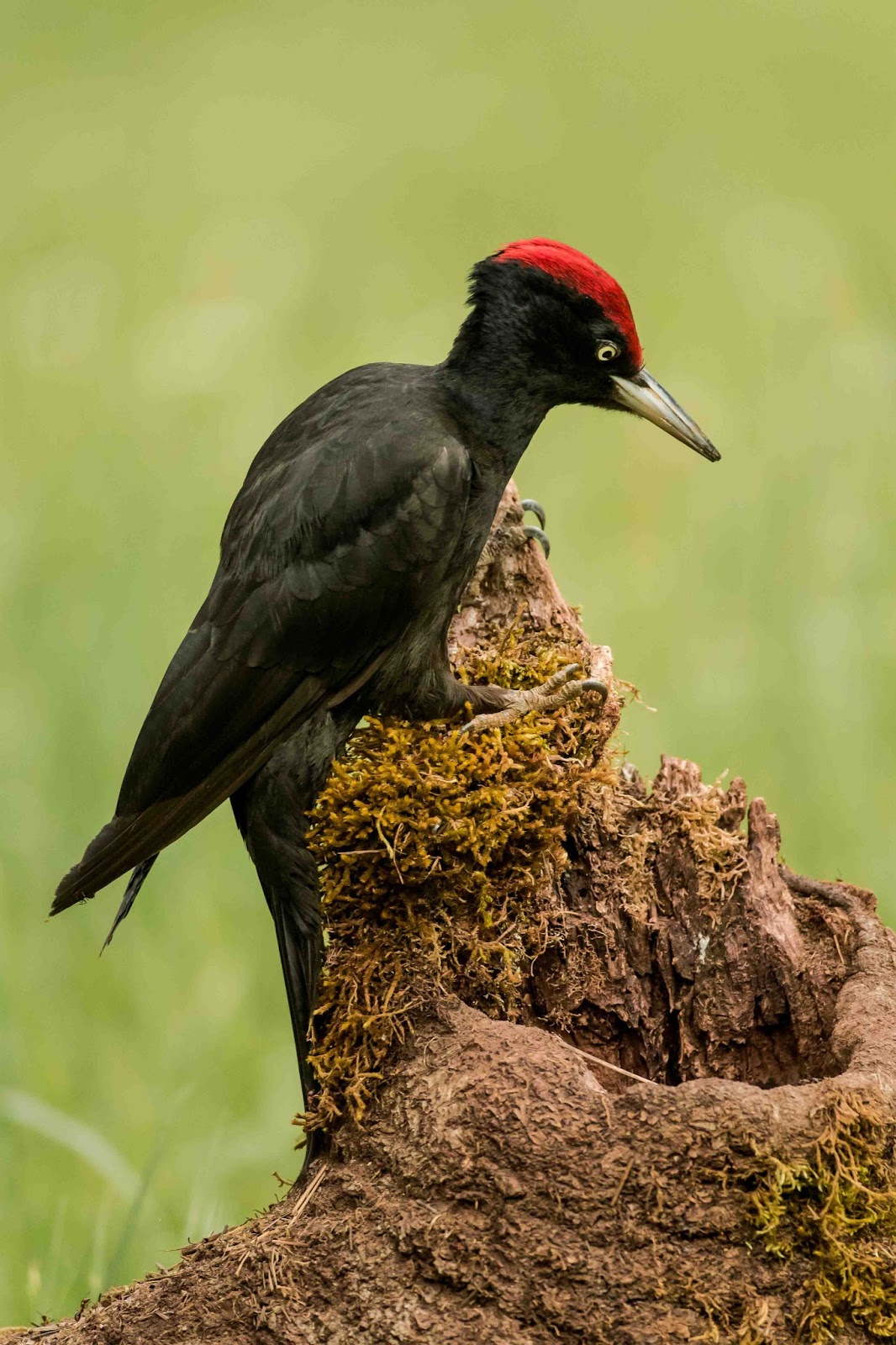 PITO NEGRO - Dryocopus Martius | Observatorio de la Naturaleza