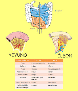 ANATOMÍA: Íleon-Yeyuno