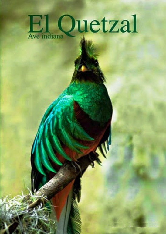 QUETZAL photos - wallpapers (ανανεωμένο) | the fun bank