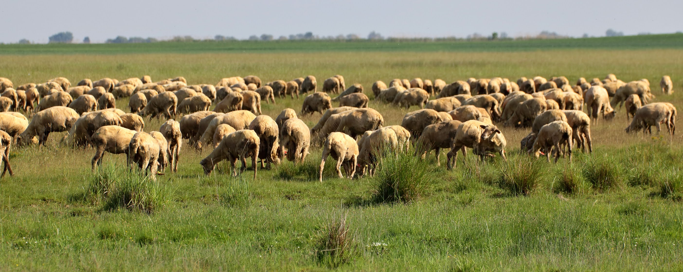 Deák-Valkó blog: Recovery of extremely overgrazed grassland after ...