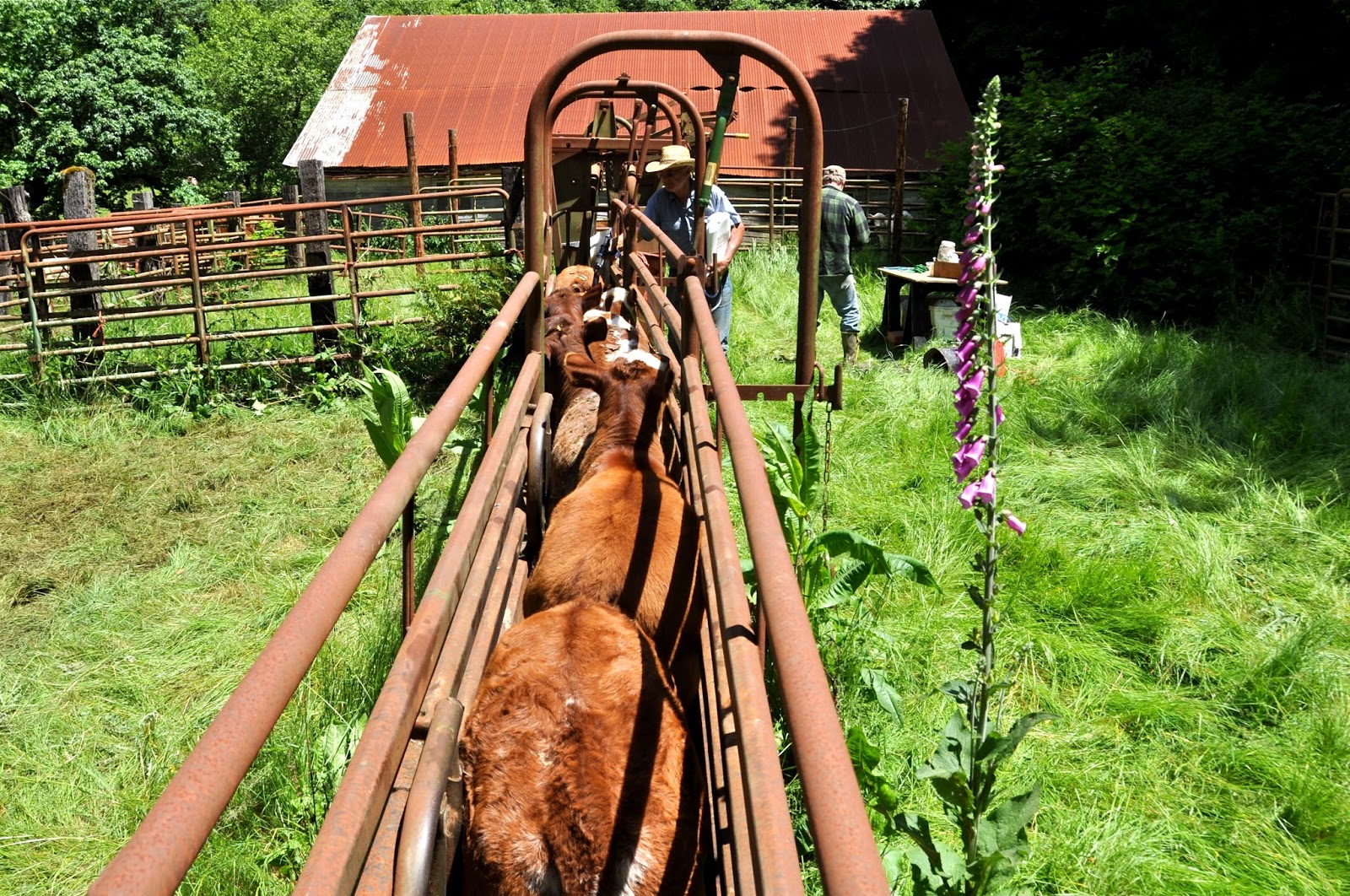 LuAnn Kessi: Working Cattle...
