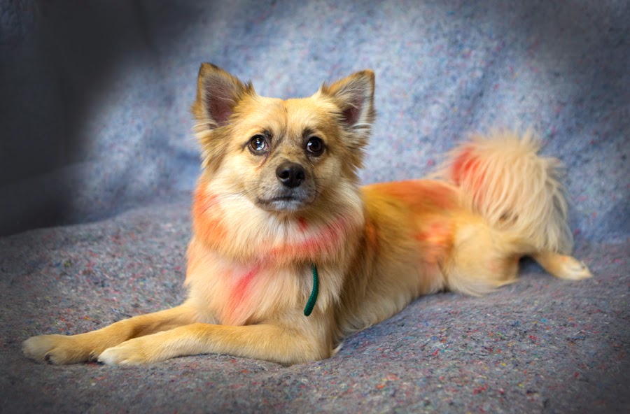 Shelter Dogs of Portland: "PIP" american eskimo mix