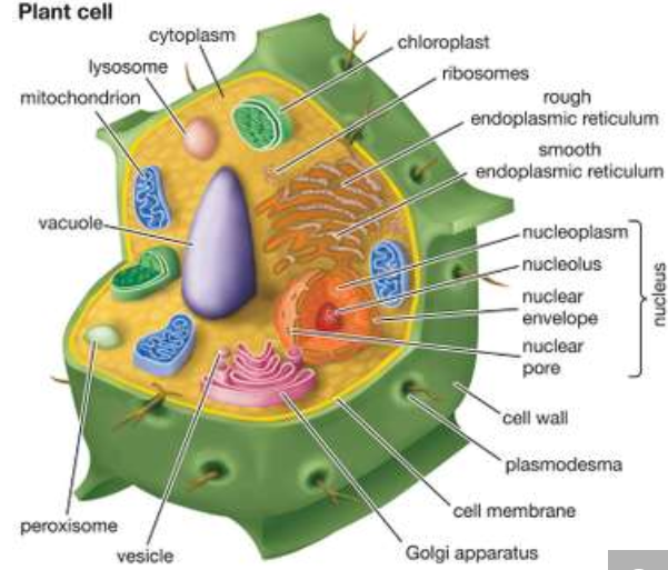 Cellular organization