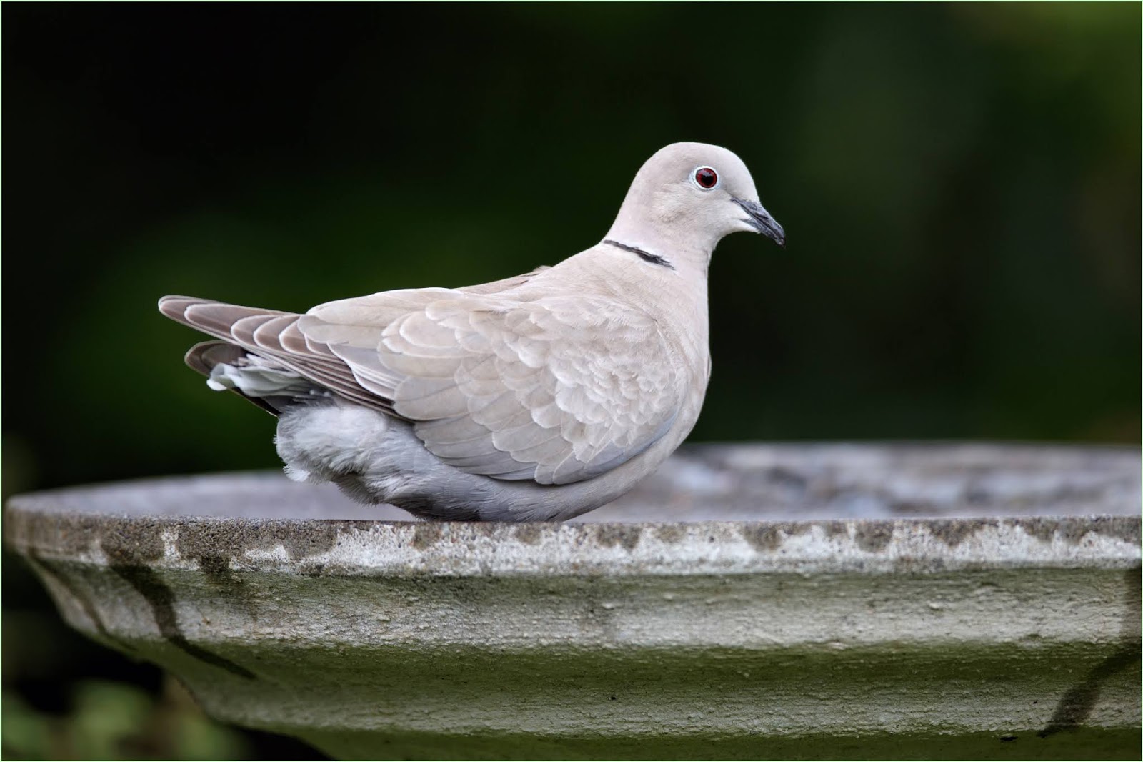 Eurasian Collared Doves