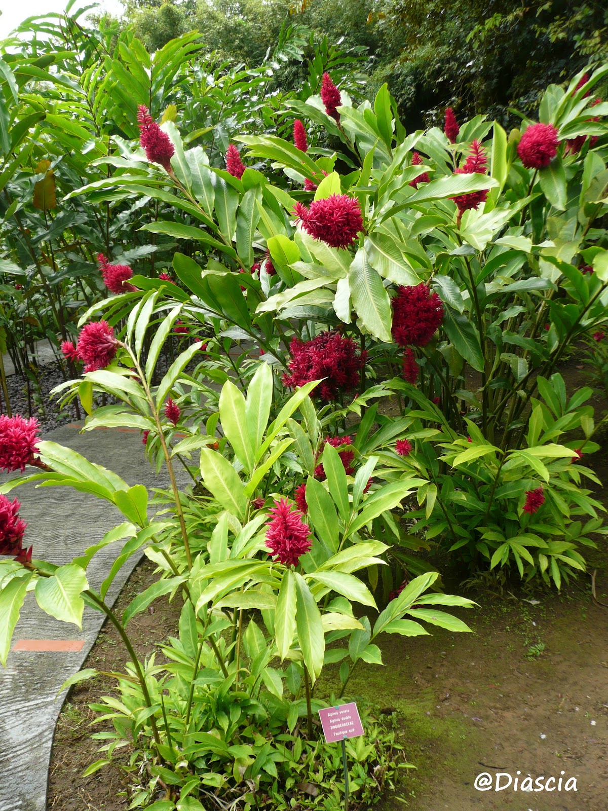 Le jardin de Diascia: LA MARTINIQUE - VEGETATION LUXURIANTE