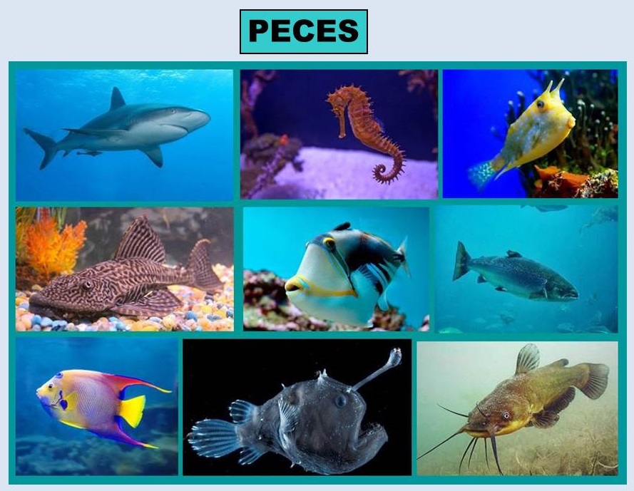 El Monstruito en Monteagudo: Vertebrados V- Peces.