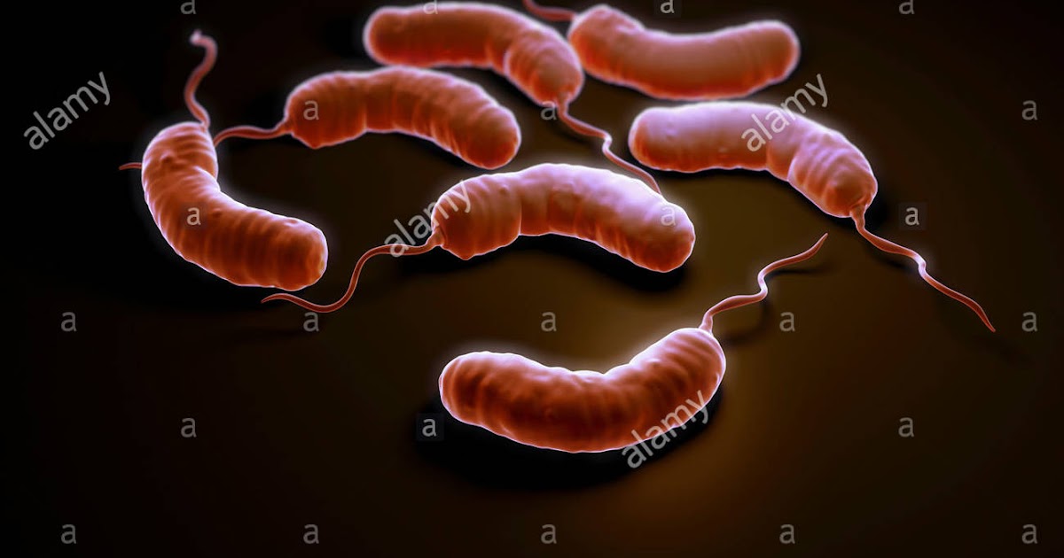 Vibrio