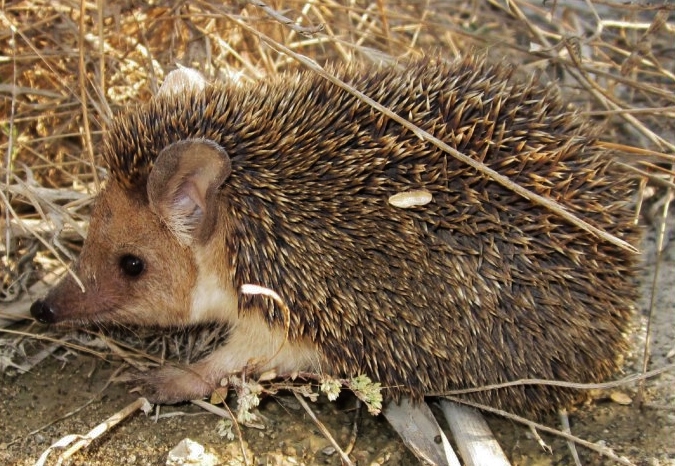 Biodiversity of Cyprus by NGO Protection of the Natural Heritage and ...