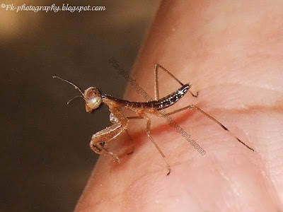 Baby Praying Mantis | Nature, Cultural, and Travel Photography Blog