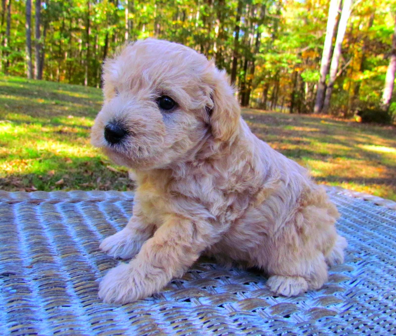 Growing Puppies - Virginia Schnoodle Breeder --Hypoallergenic Dogs: 4 ...