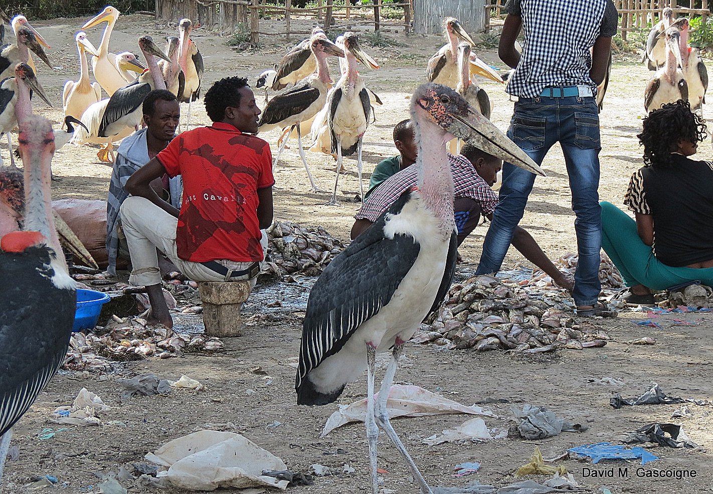 Marabou Stork (Marabout d'Afrique) - Travels With Birds